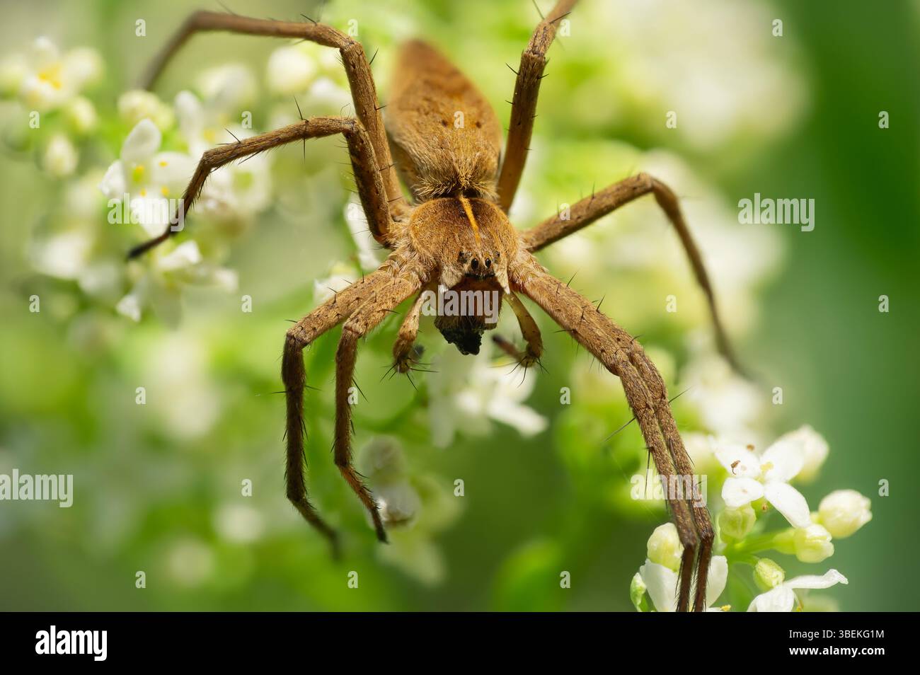 Nursery web spider (Pisaura mirabilis) – A female waiting on a leaf ...