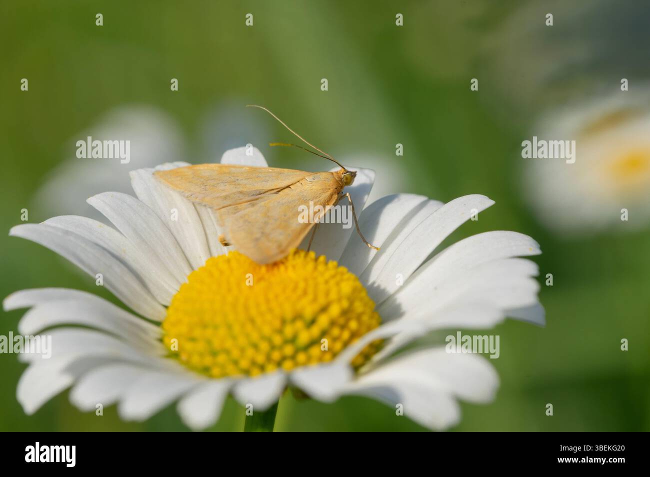Ostrinia nubilalis – The European corn borer moth. A pest with elegant ...