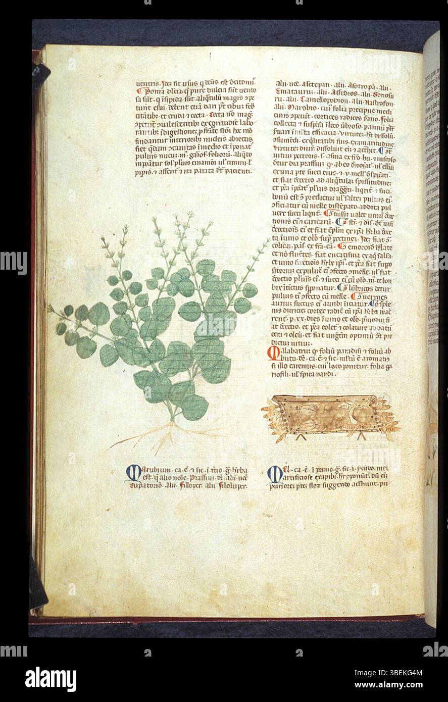 BL Egerton 747, f.062v is a manuscript page with Latin text and ...