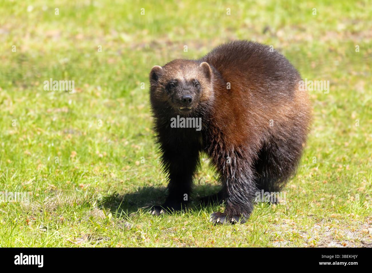 Wolverine glutton carcajou gulo gulo hi-res stock photography and ...