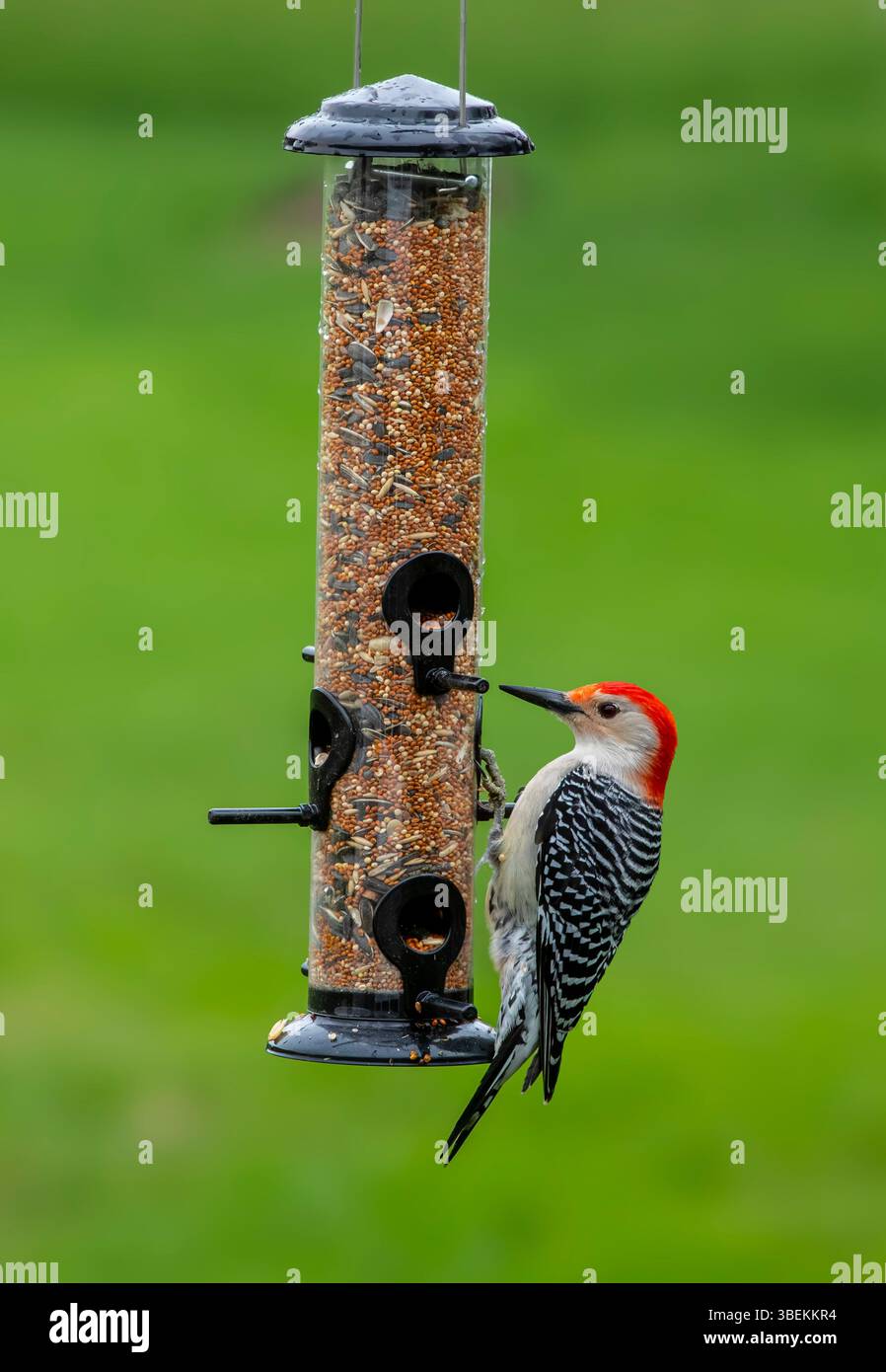 Red-bellied male Woodpecker, Melanerpes carolinus, family Picidae ...