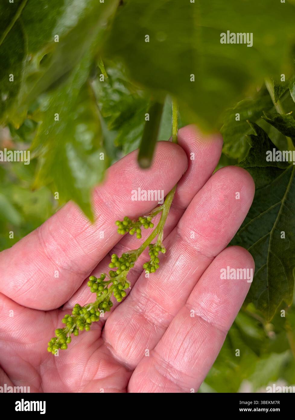 Closeup view young grape clusters hi-res stock photography and images ...