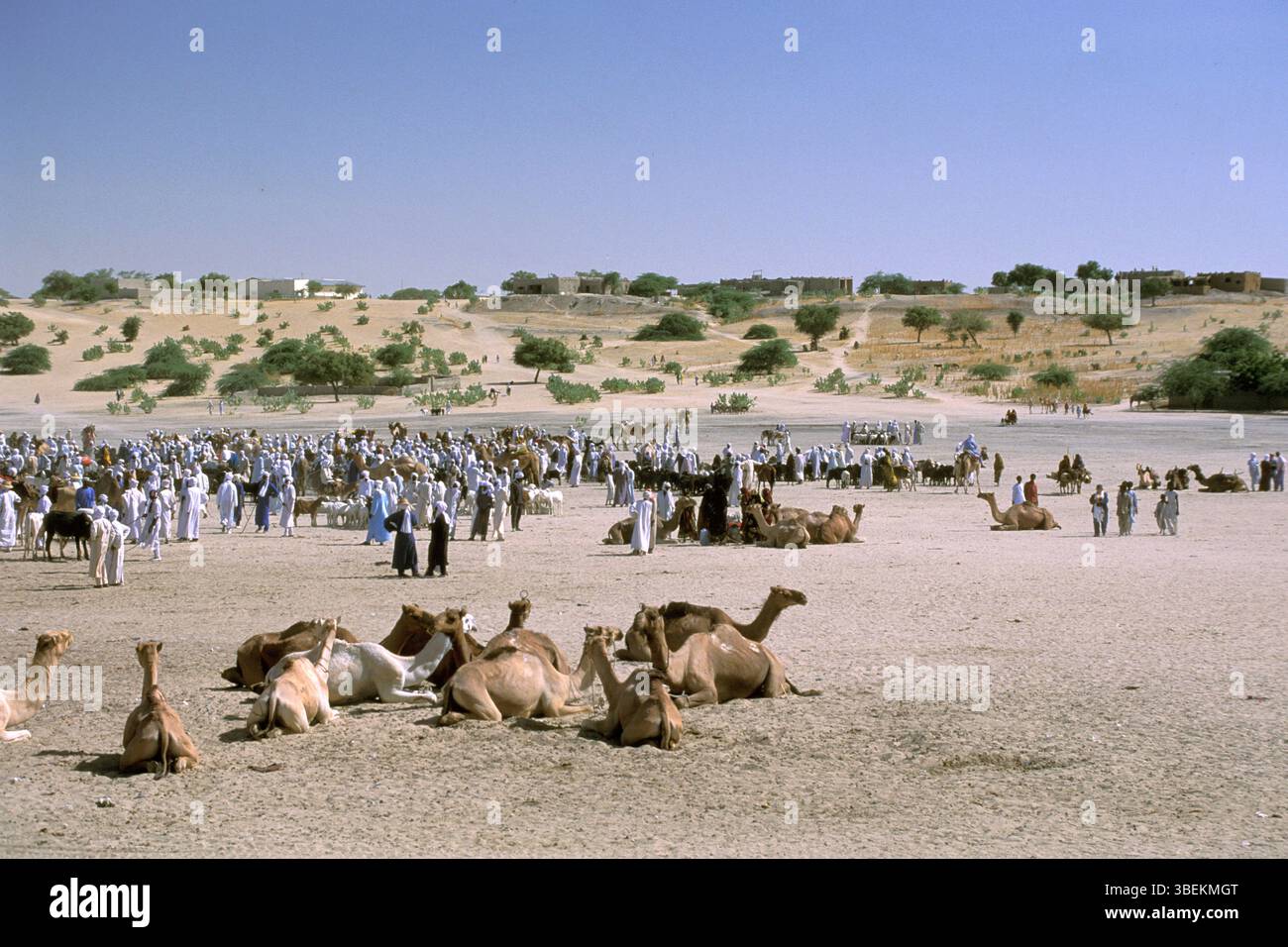 Chad. Sahara Desert. Camels Stock Photo - Alamy