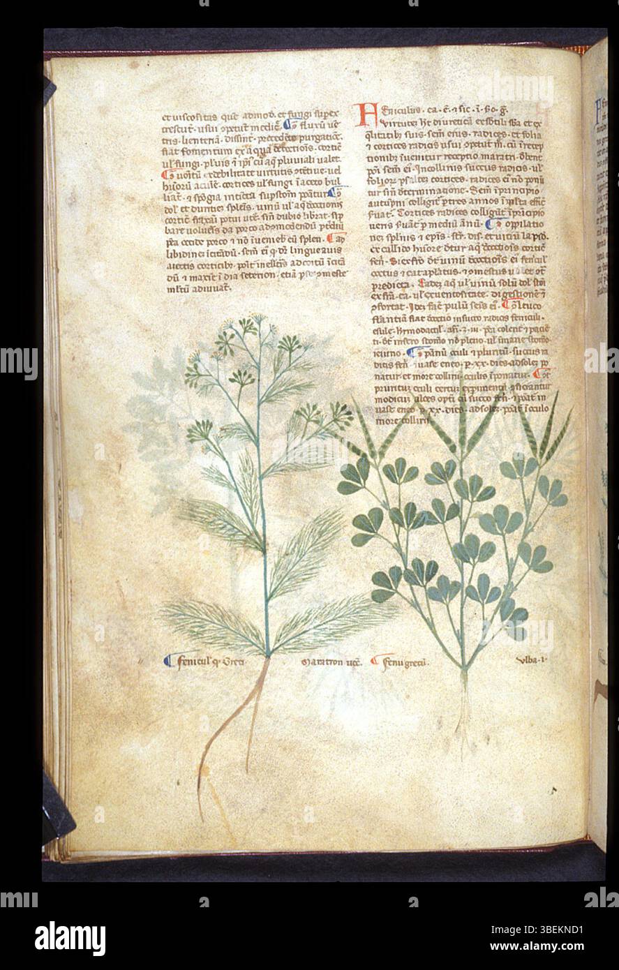 Folio 39 verso of BL Egerton MS 747 (1280–1350) featuring Gothic script ...
