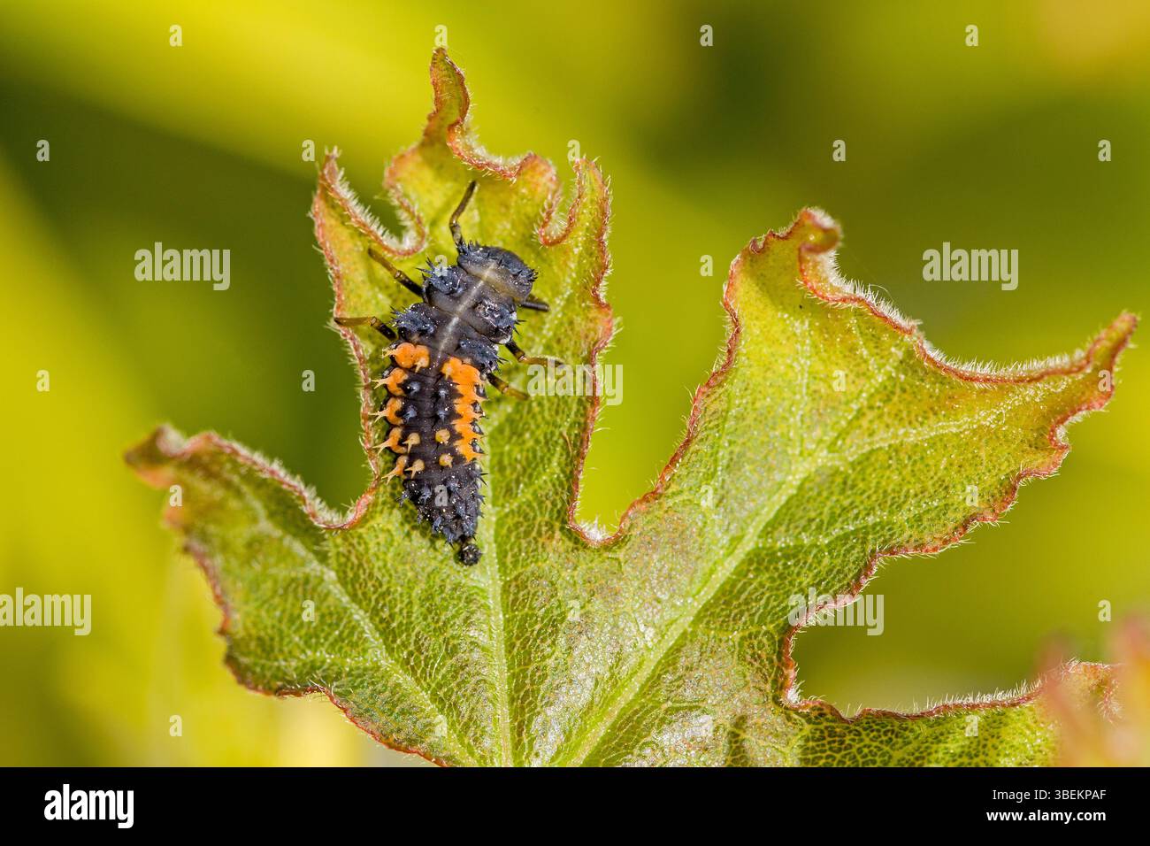 close-up view of a black orange larva of the multicoloured asian ...