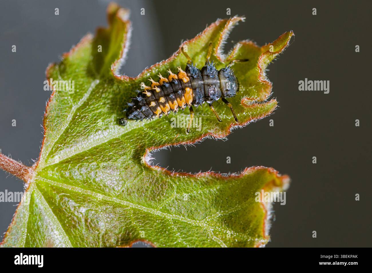 Lady beetle larvae hi-res stock photography and images - Alamy