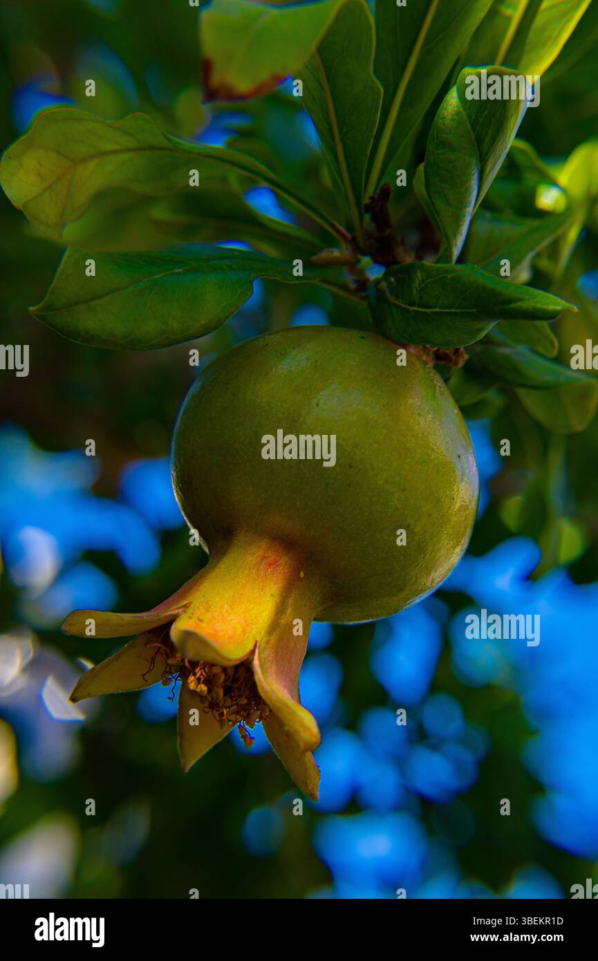 Pomegranate flower small fruit hi-res stock photography and images - Alamy