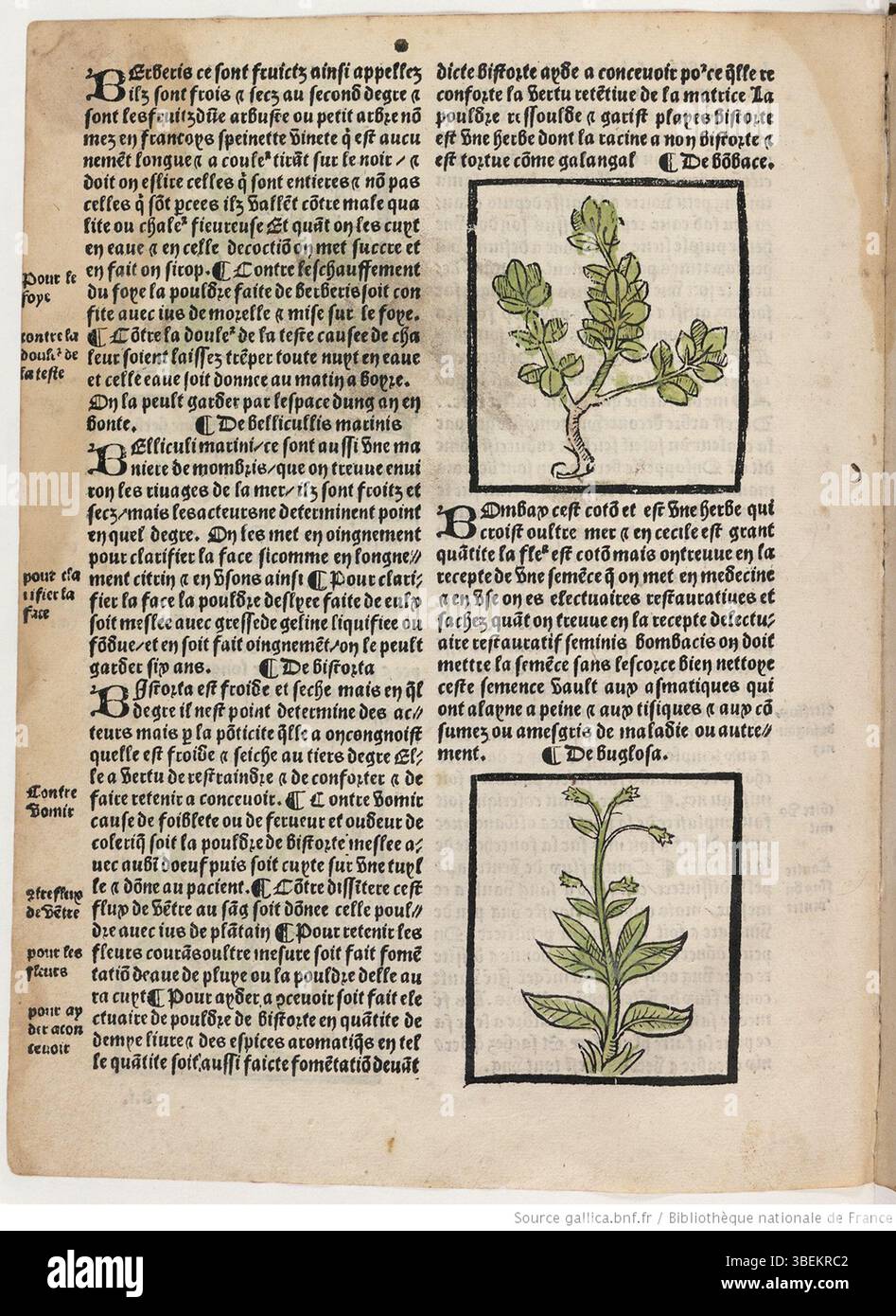 Page f.019v of *Le Grant Herbier en françoys* (1514-1542) features more ...