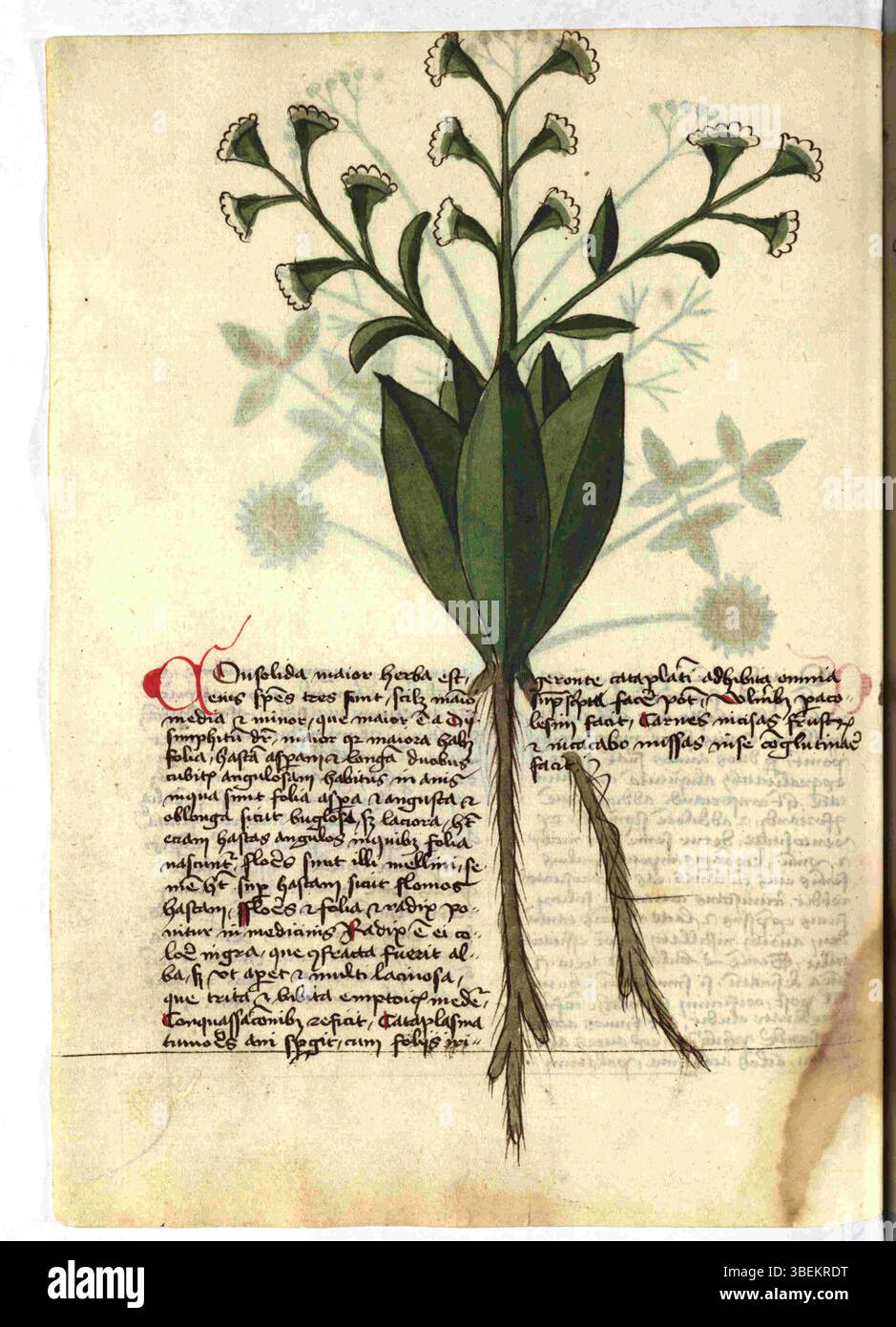 Folio 57 verso of the Munich, Bavarian State Library manuscript Cim. 79 ...