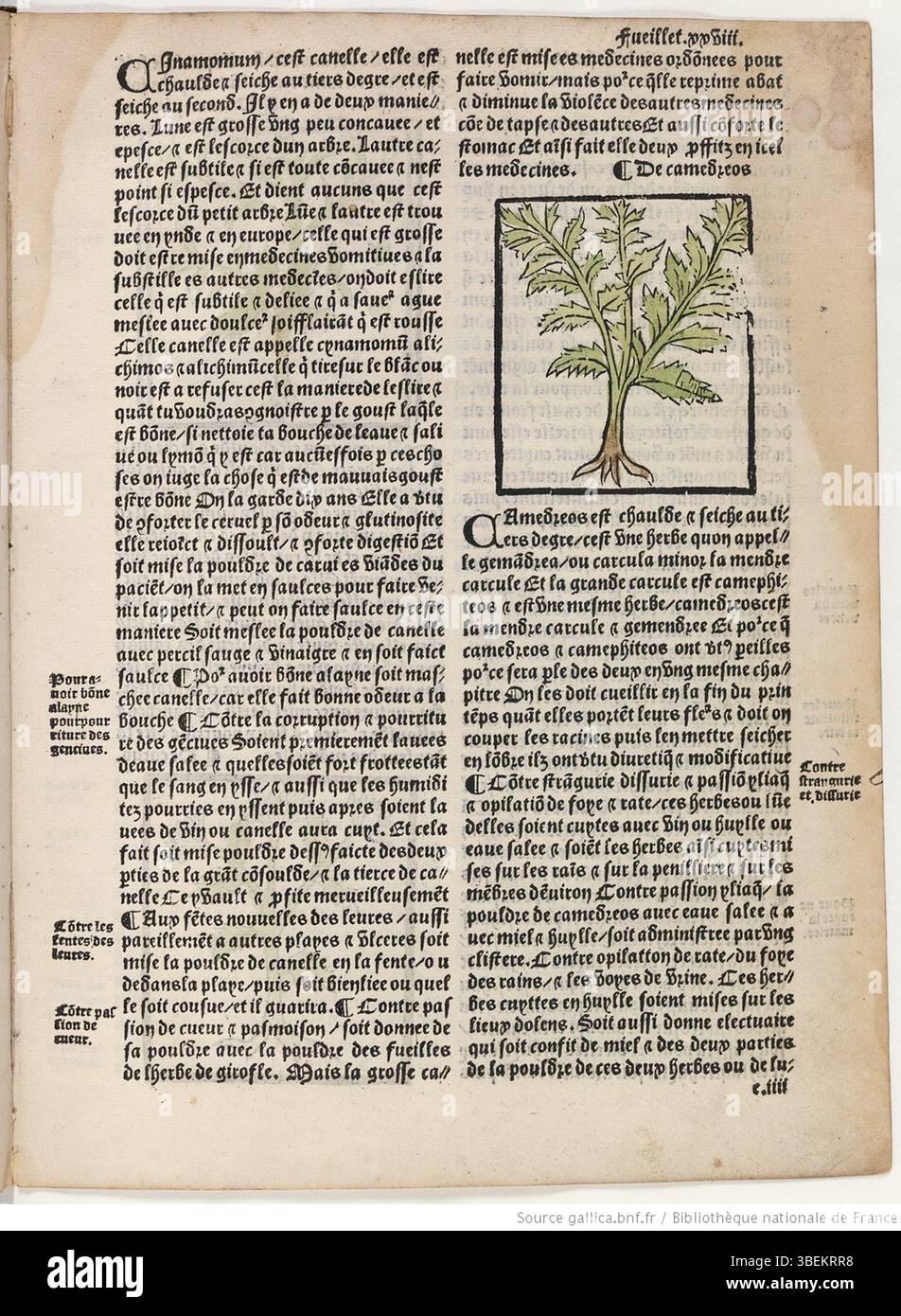 A botanical illustration from 'Le Grant Herbier en françoys' (1514-1542 ...