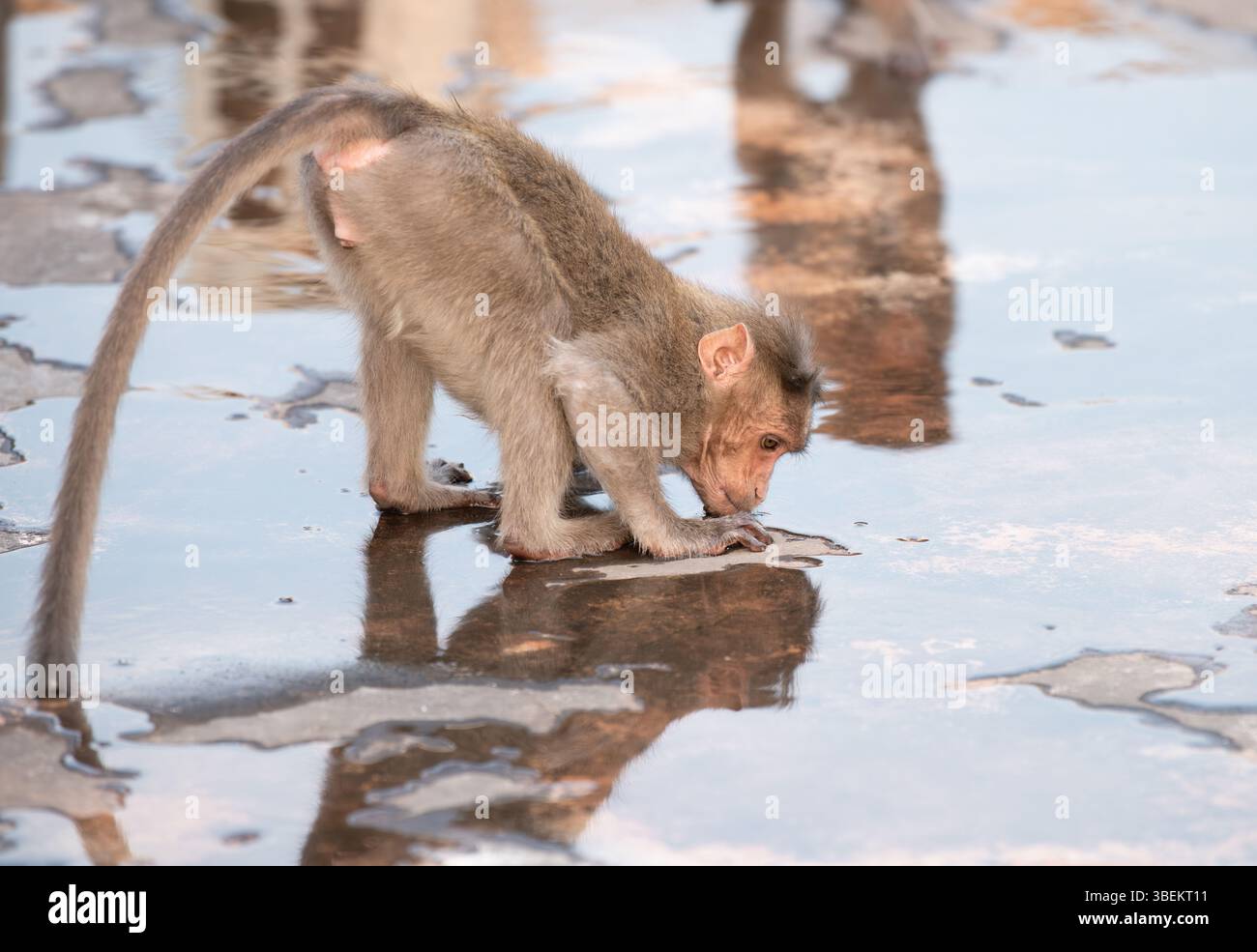 Barbary Macaque Ape, Rhesus Monkey Drinking Water From Broken Air ...