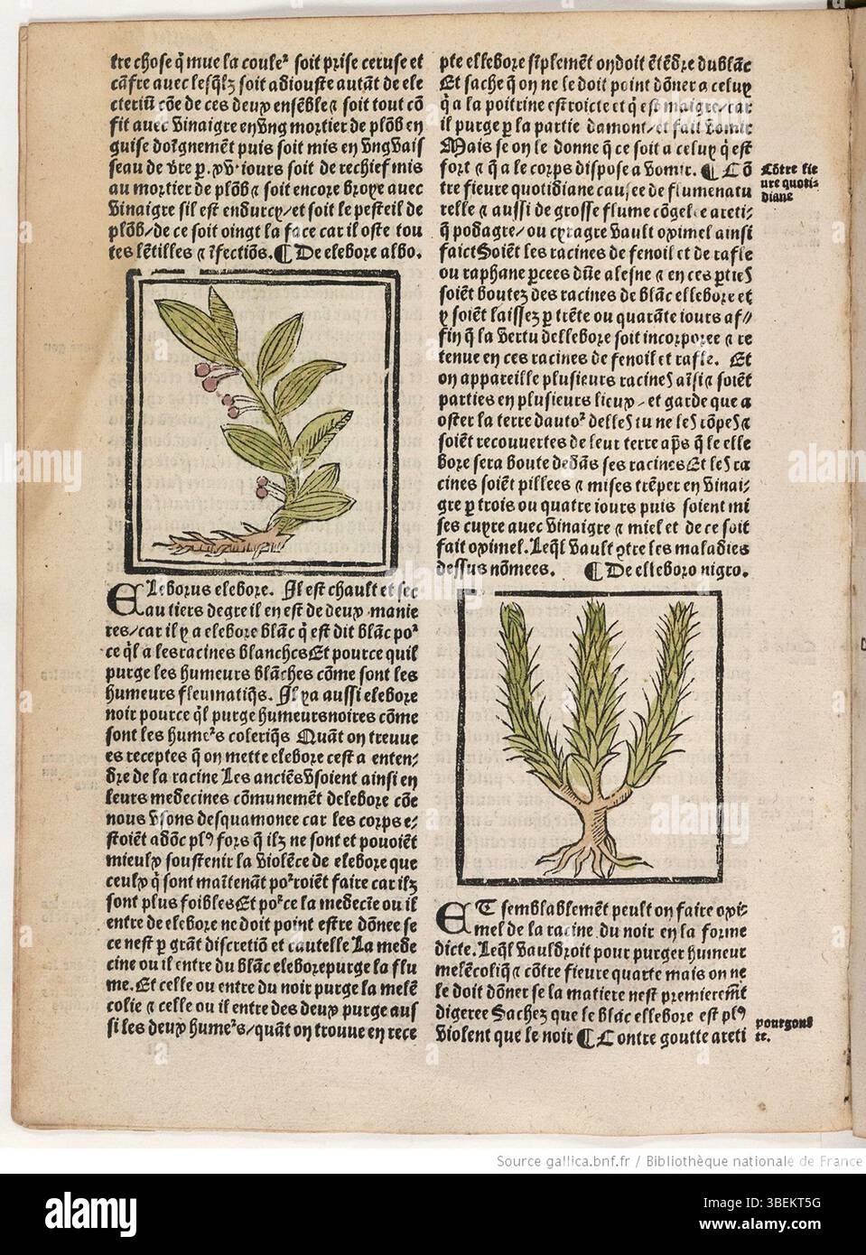 The *Le Grant Herbier en françoys*, created between 1514 and 1542 ...
