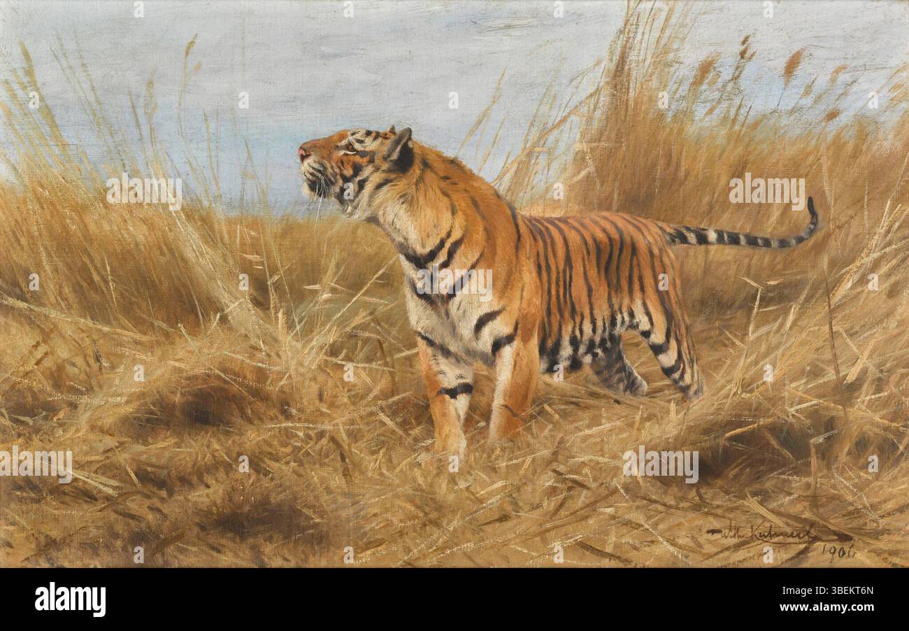 Wilhelm Kuhnert's (1865–1926) painting of a vigilant tiger captures the ...