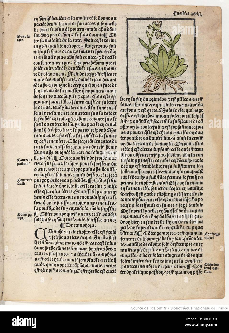 Page f.023r of 'Le Grant Herbier en françoys' (1514-1542), a detailed ...