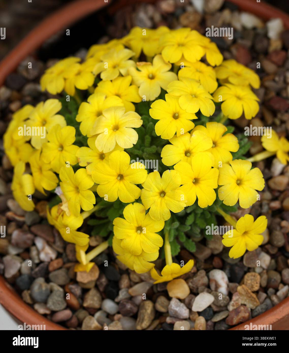 Aretioid Dionysia, Dionysia aretioides "Bevere", Primulaceae. Iran. Syn ...