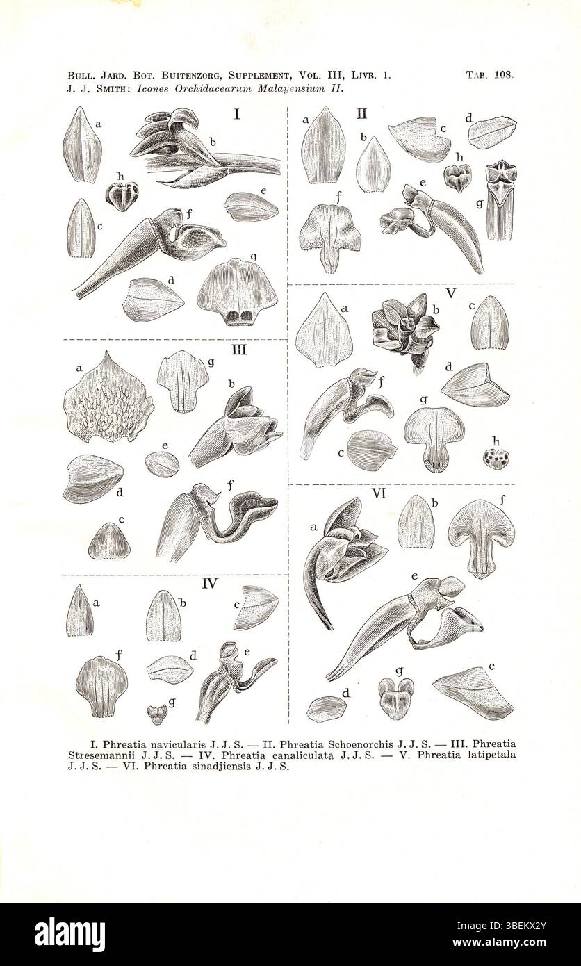 This illustration from 'Icones Orchidacearum Malayensium II Tab 108' by ...