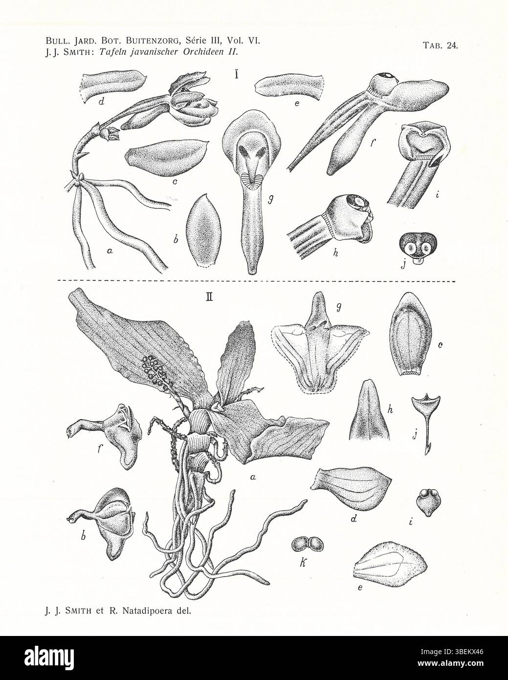 Taxonomic features Cut Out Stock Images & Pictures - Alamy