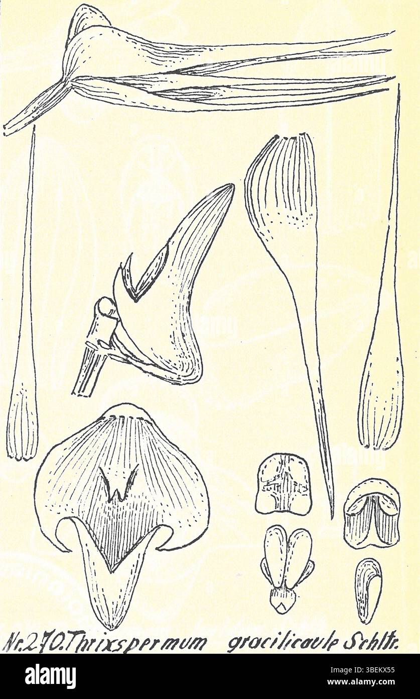 Rudolf Schlechter’s *Thrixspermum gracilicaule*, a species of orchid ...