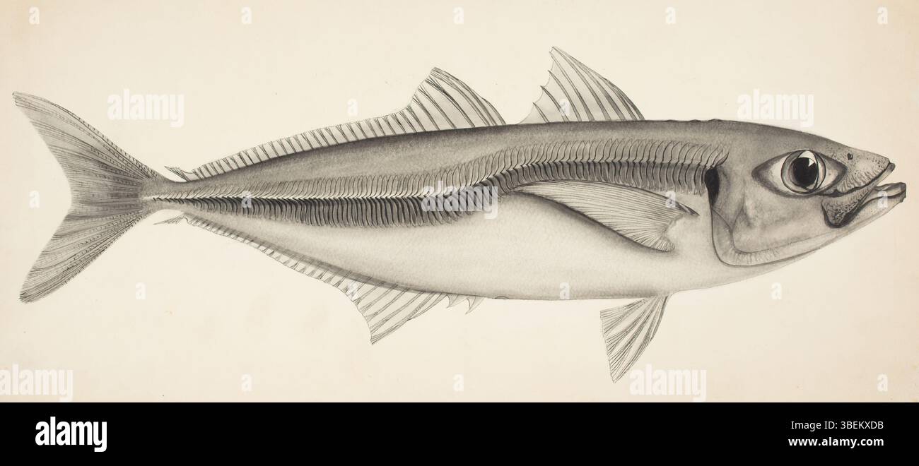 New zealand jack mackerel hi-res stock photography and images - Alamy
