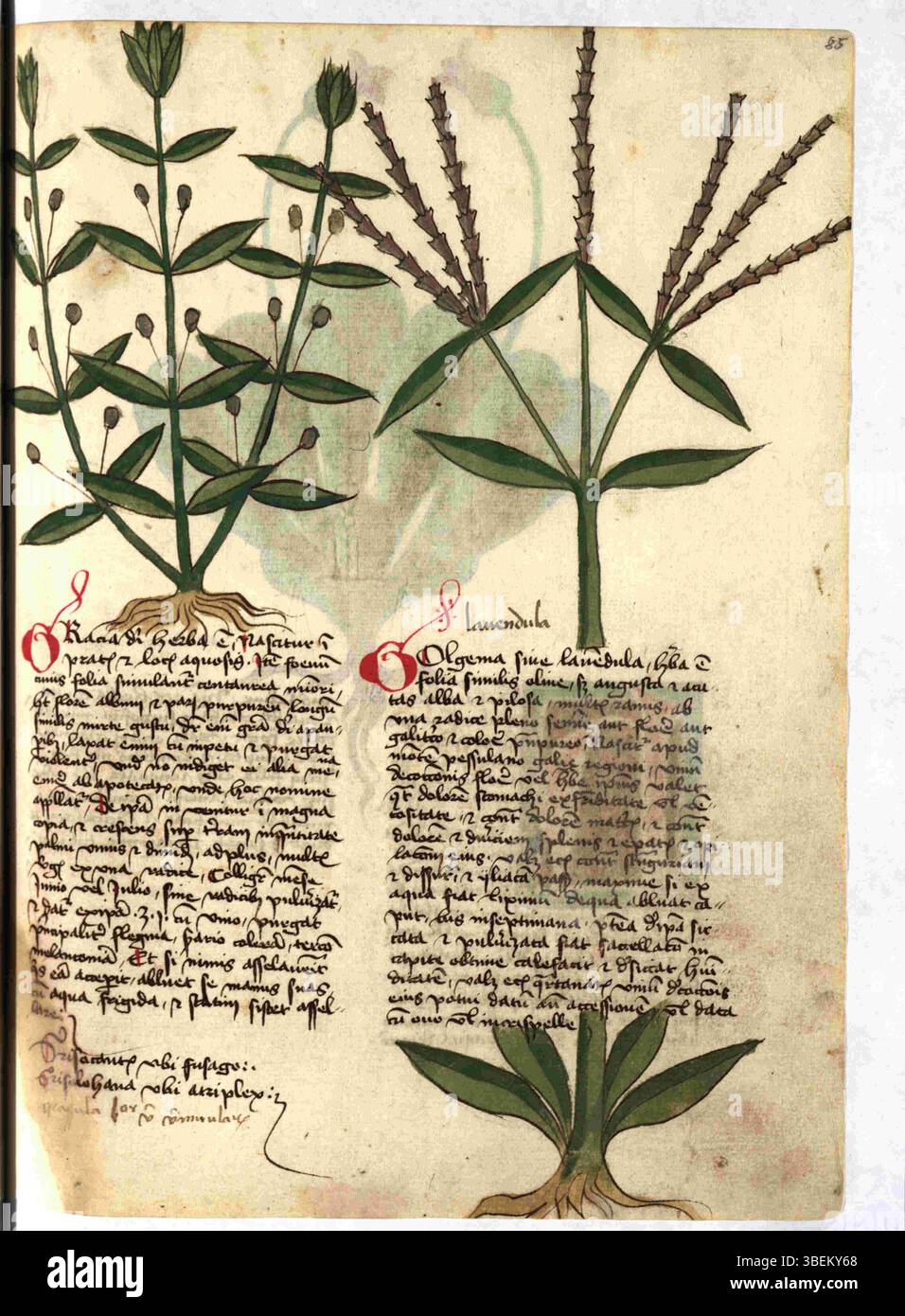 Manuscript leaf f.085r from Munich Cim. 79, dated after 1440, features ...