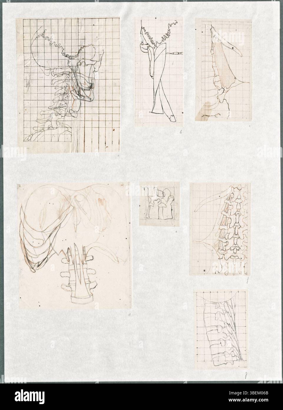 This series of anatomical drawings features various bones of the human ...