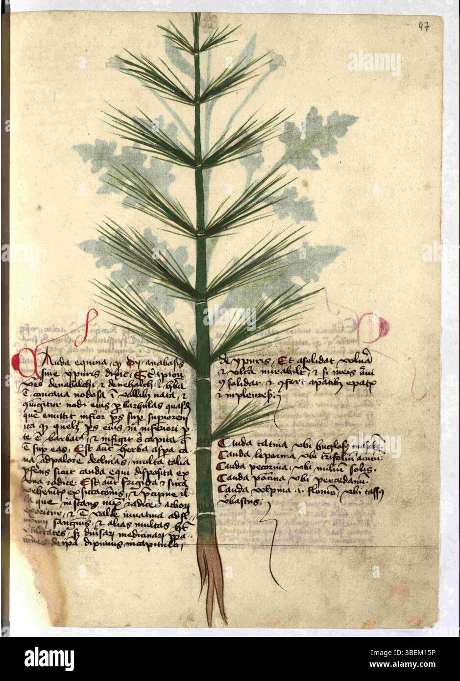 Folio 047r of Munich Cim. 79, created after 1440, exemplifies the detailed artistry of 15th ...