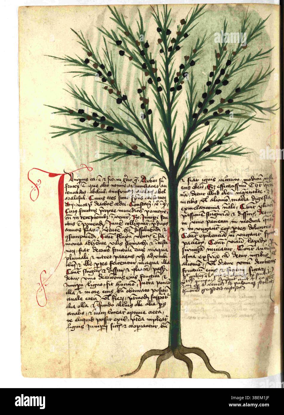 Folio 90v from Munich Cim. 79, created after 1440, presents Gothic ...