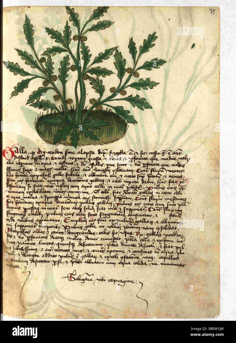 1440s manuscript hi-res stock photography and images - Alamy