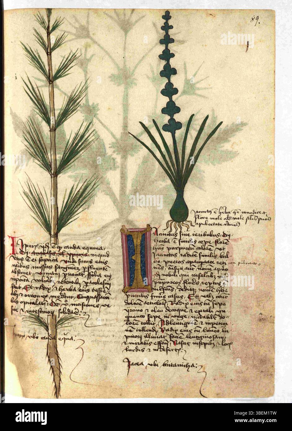 Folio 89r of Munich Cim. 79, dated after 1440, is a decorated ...