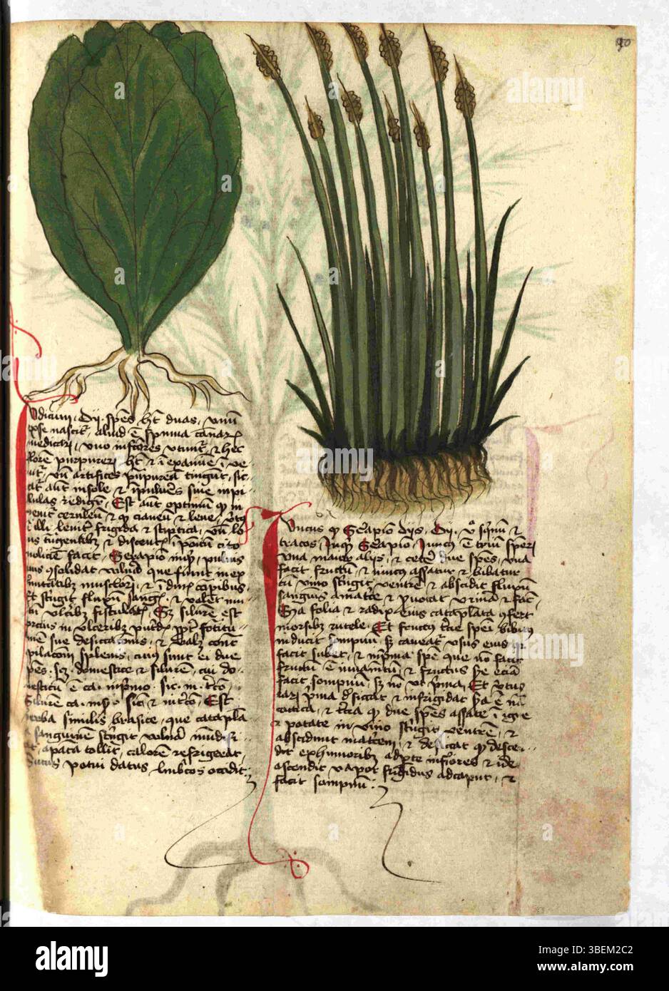 Folio 90r of Munich Cim. 79, produced after 1440, features Gothic-style ...