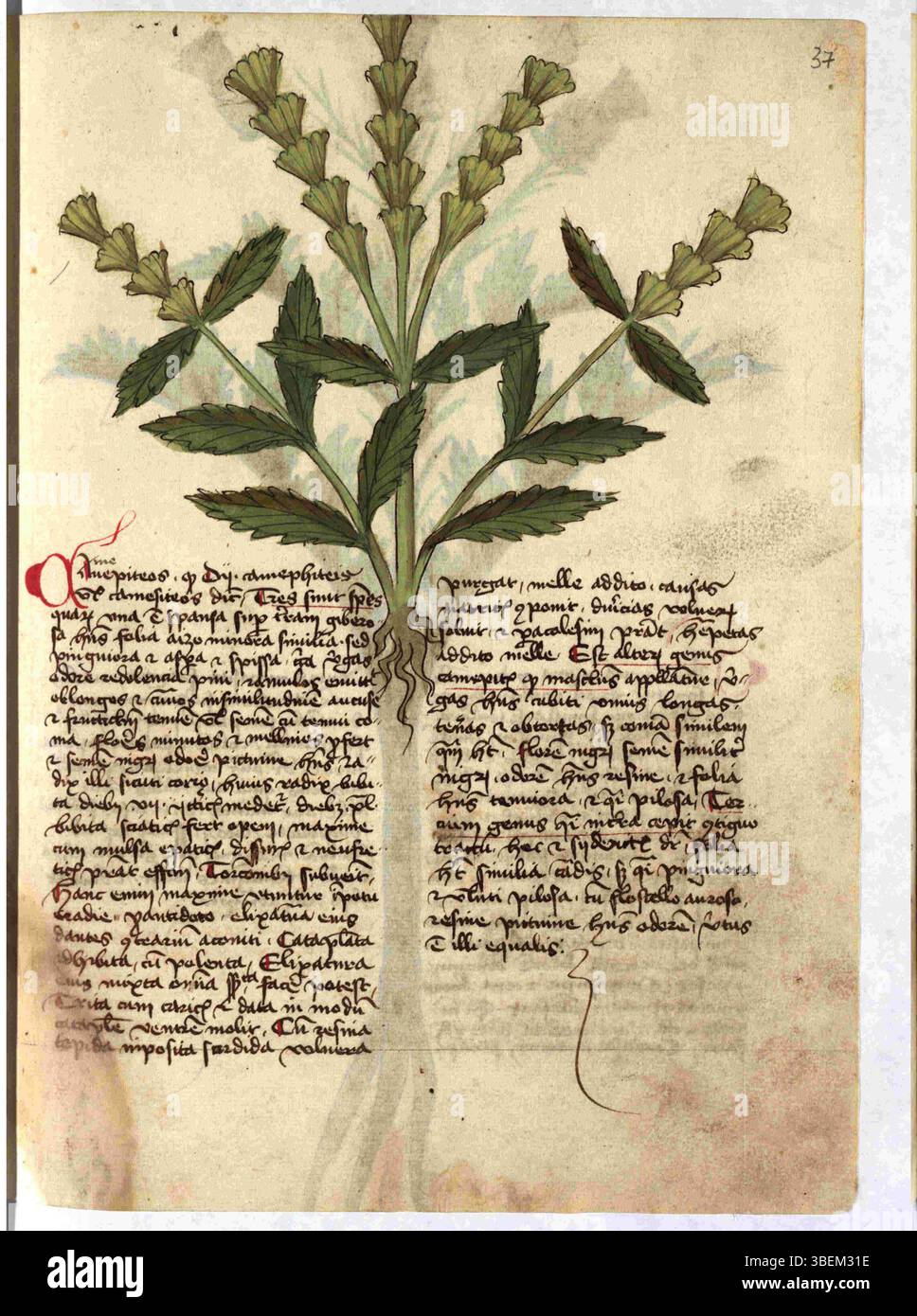 Munich Cim. 79, f.037r is another folio from the manuscript, dated ...