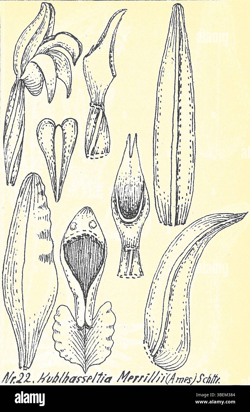 This botanical illustration by Rudolf Schlechter depicts *Odontochilus ...