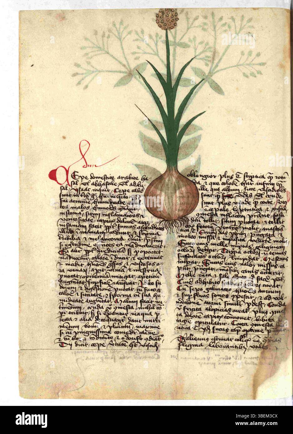 Munich Cim. 79, folio 049v, created after 1440, presents a detailed ...