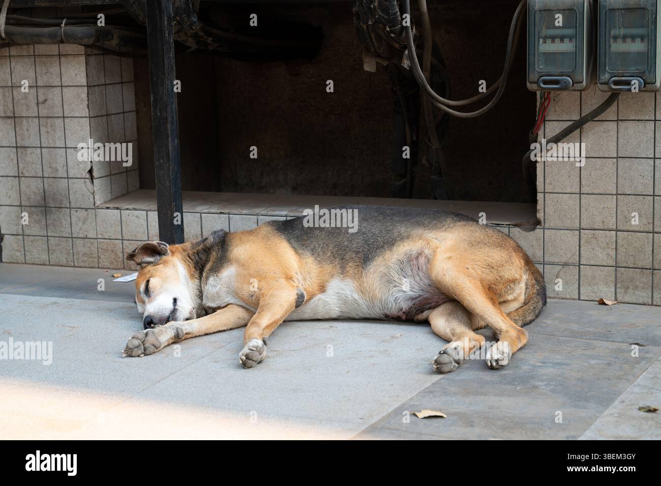 Homeless Street Dog On The Sidewalk Of Mumbai, India, Abandoned And ...