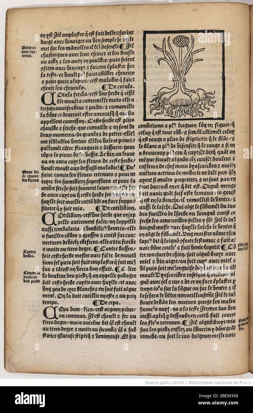 A page from *Le Grant Herbier en françoys* dating to 1520, a French ...