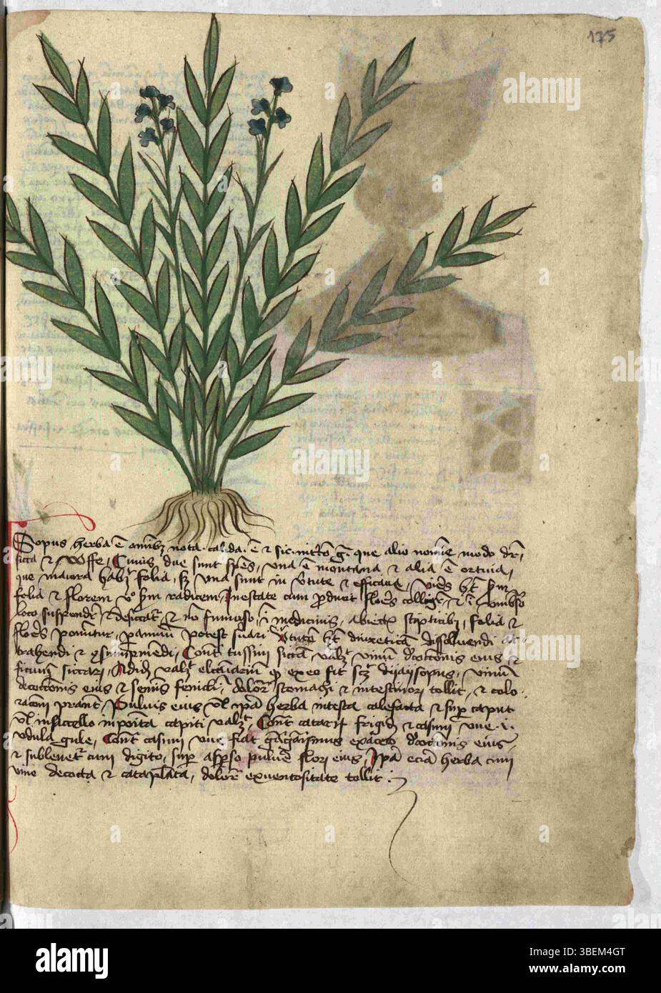 Medieval german manuscript hi-res stock photography and images - Alamy