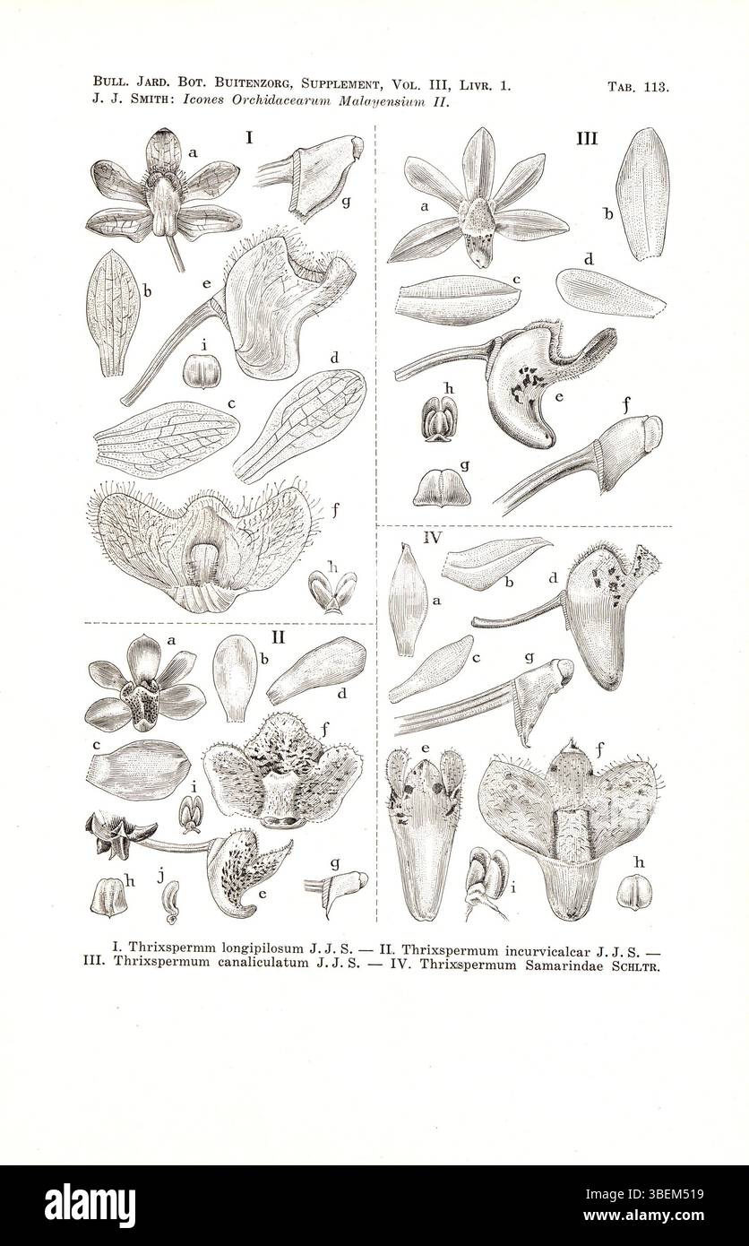 This botanical illustration, part of the Icones Orchidacearum ...