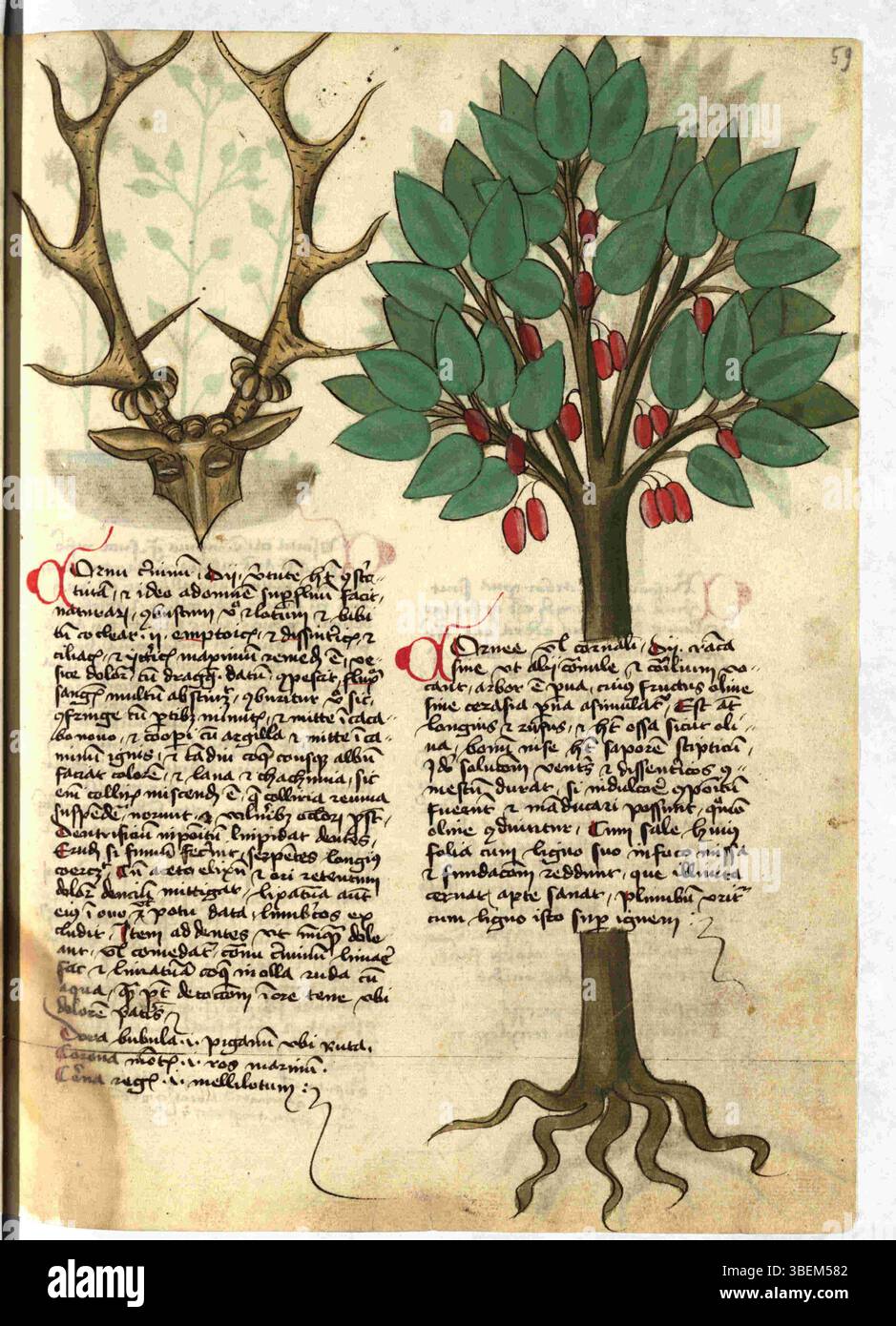 Folio 59 recto of the Munich, Bavarian State Library manuscript Cim. 79 ...