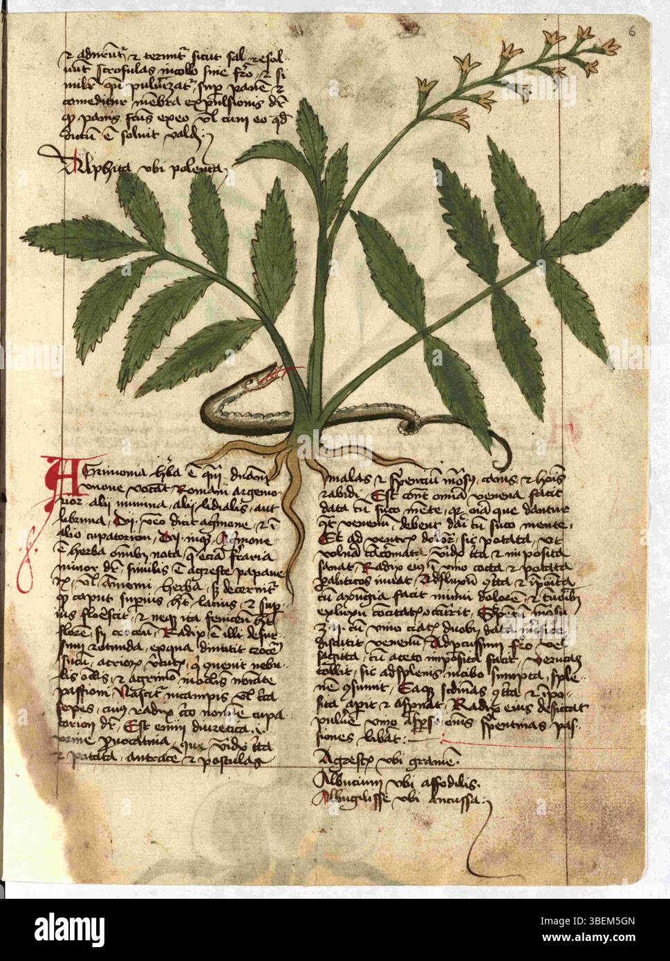 Folio 006r from Munich Cim. 79, created after 1440, is an intricate ...