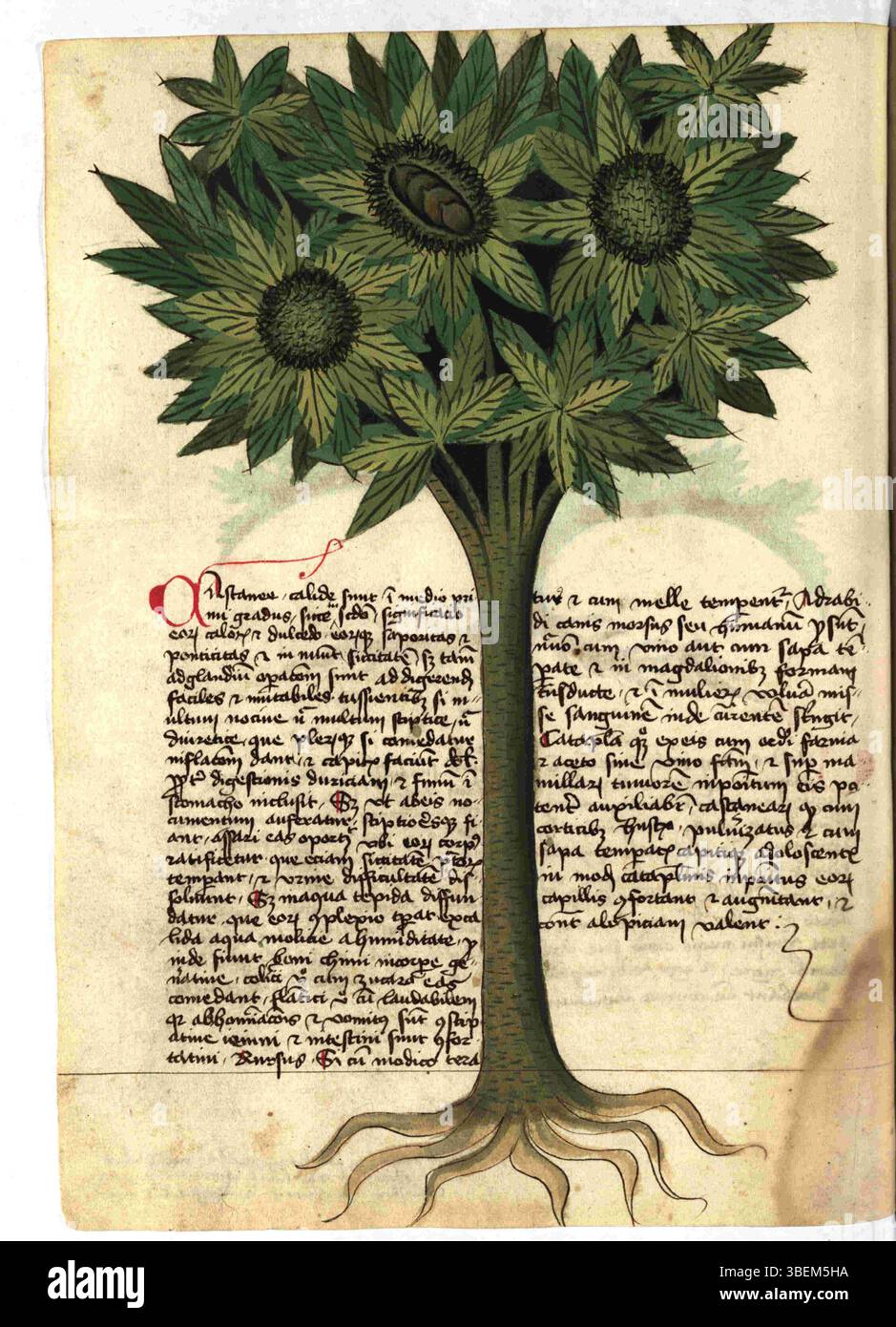 Munich Cim. 79, f.043v, a folio from a 15th-century manuscript, is a valuable example of the ...