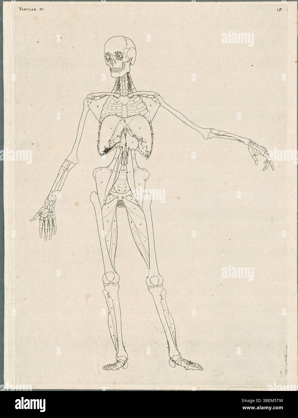An anatomical etching by Jan Wandelaar depicting the internal abdominal ...