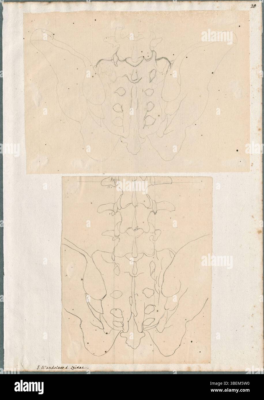 Detailed anatomical sketches highlights hi-res stock photography and ...