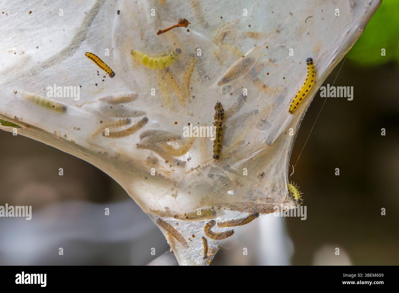 Silk moths hi-res stock photography and images - Alamy