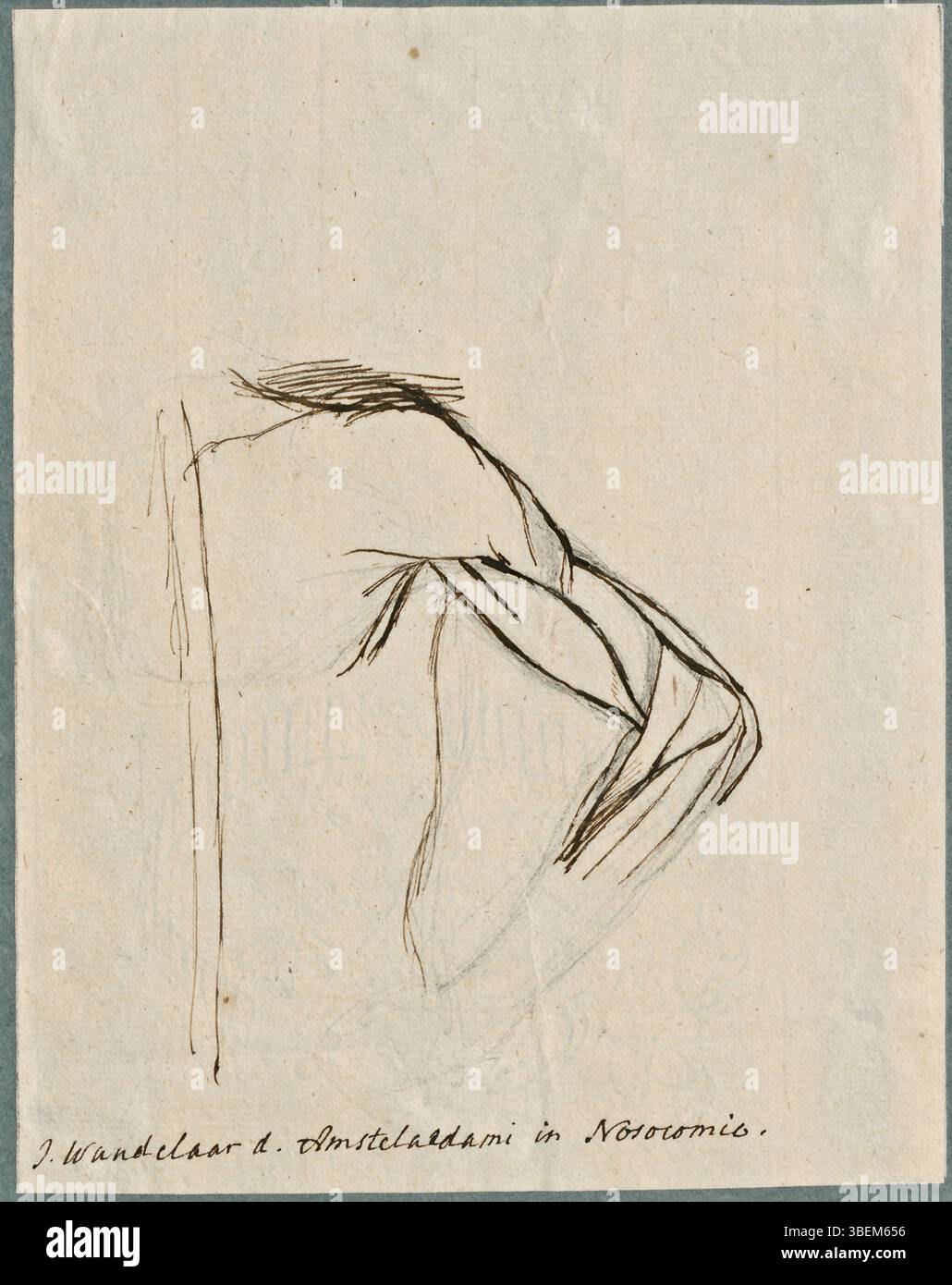 This anatomical drawing by Jan Wandelaar shows the muscles of the upper ...