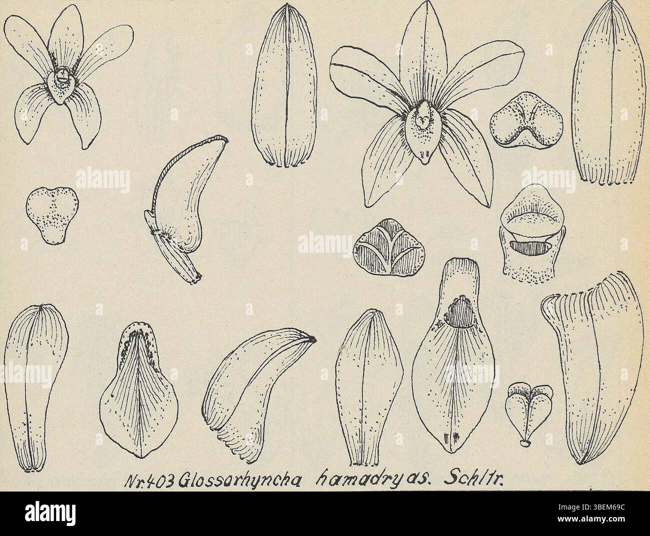 Rudolf Schlechter’s botanical illustration from his 1928 work on ...