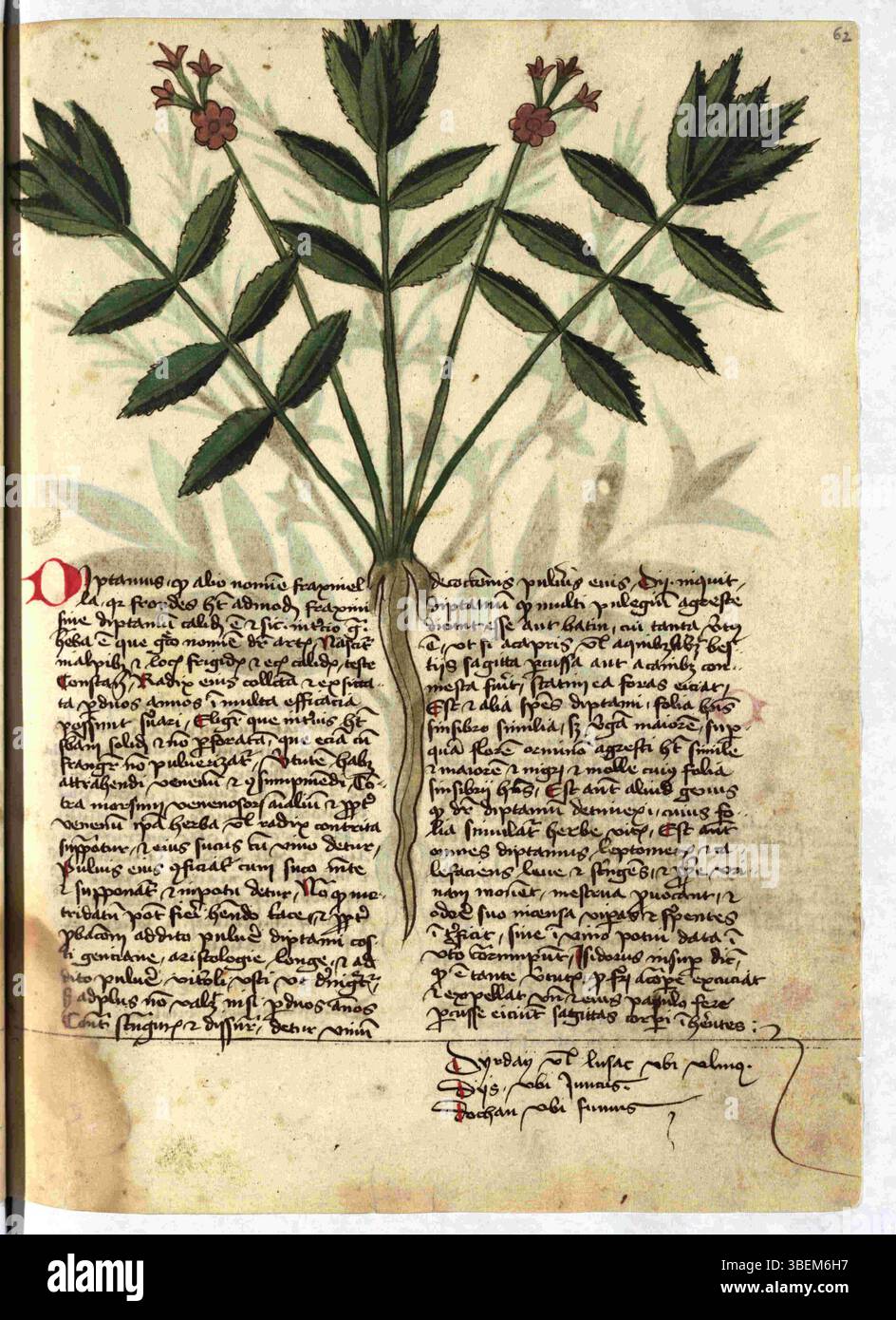 This folio from Munich Cim. 79, f.062r, created after 1440, is an ...