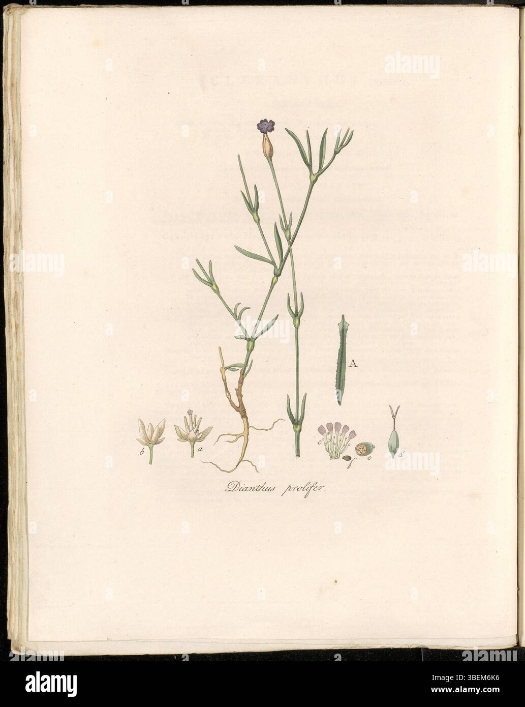 Plate 0318 from Flora Batava (KB) illustrates Dianthus prolifer, now ...