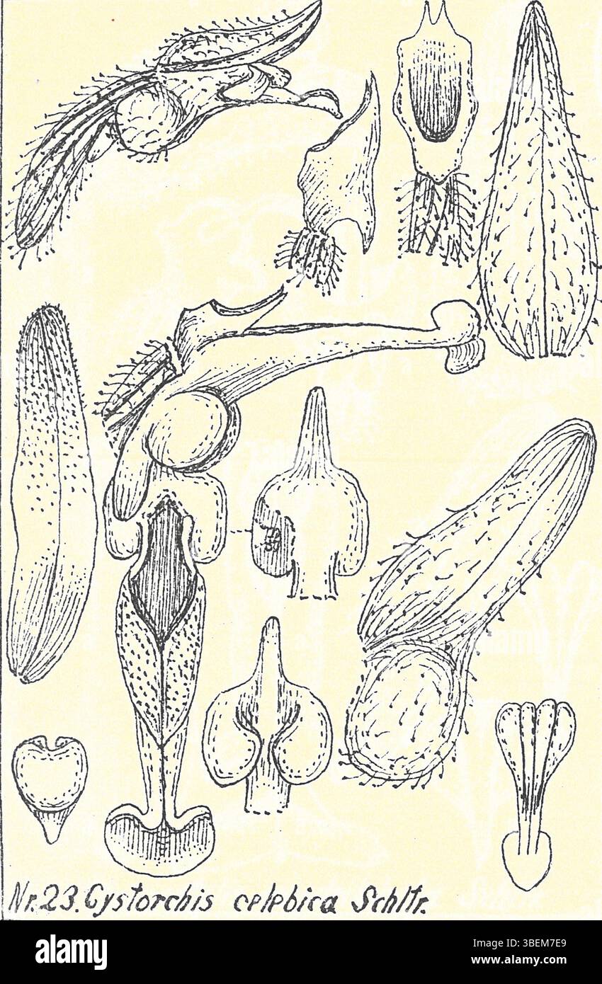 *Cystorchis celebica* is another species of orchid from the ...