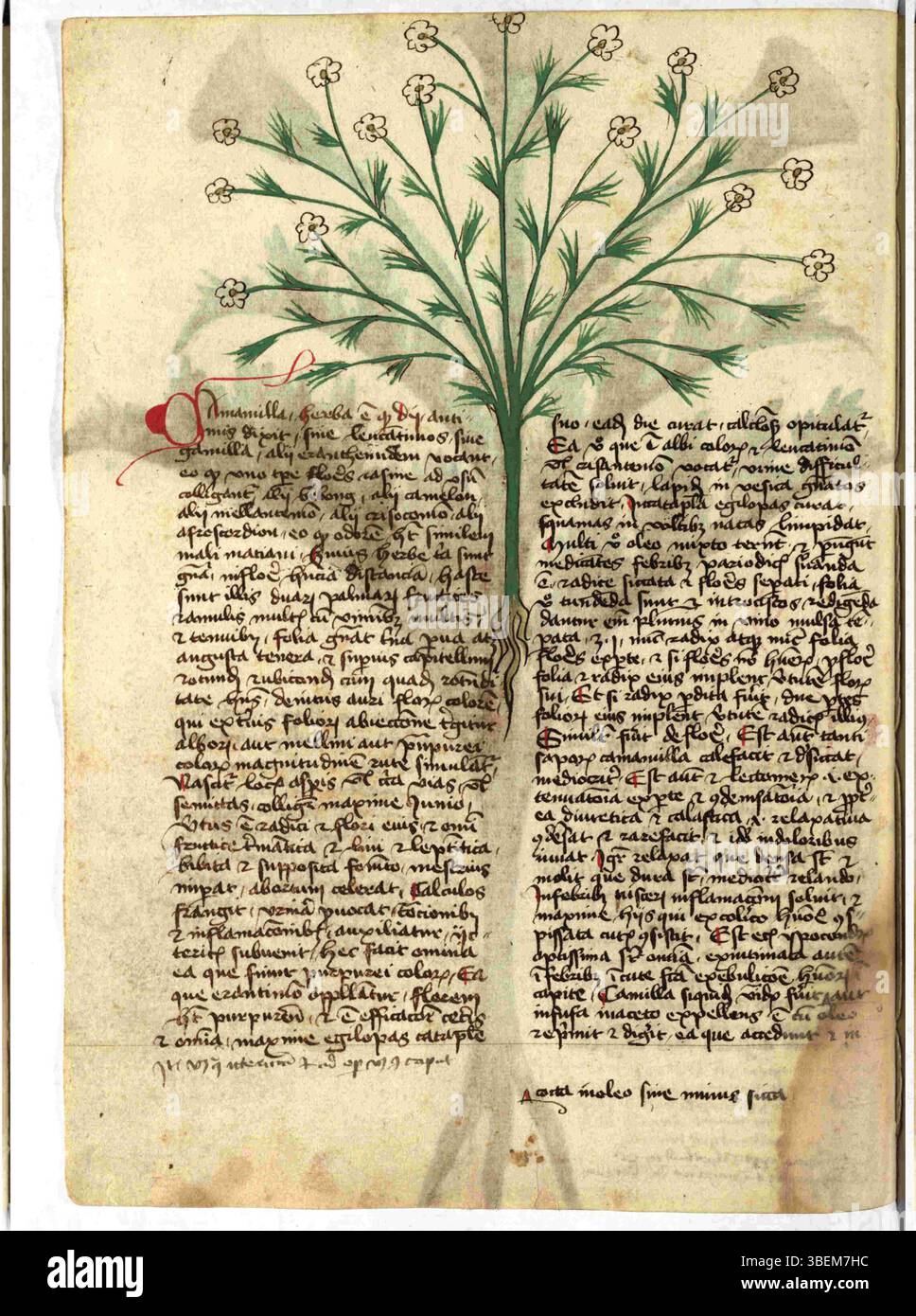 The folio Munich Cim. 79, f.038v, is part of the manuscript dated after ...