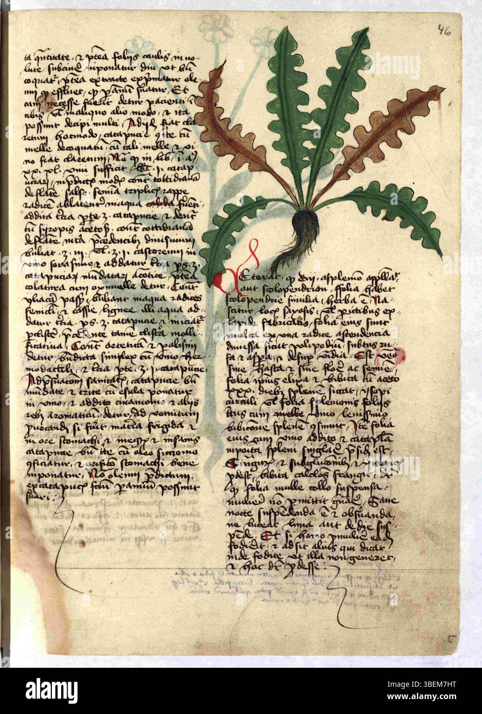 Munich Cim. 79, f.046r, from the late 15th century, features detailed ...